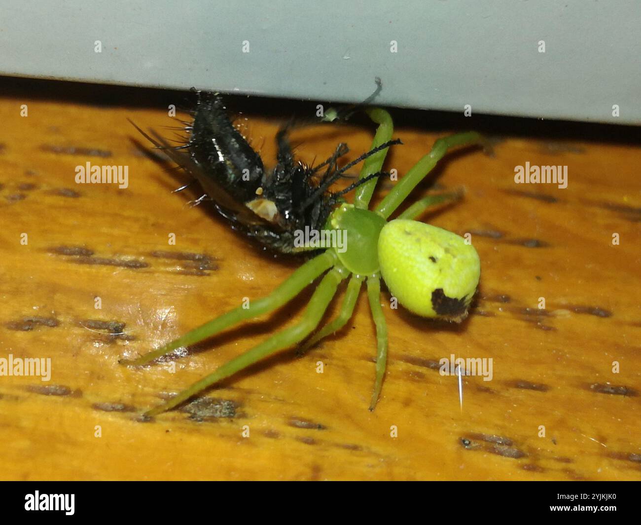 Triangle Crab Spider (Ebrechtella tricuspidata Stock Photo - Alamy