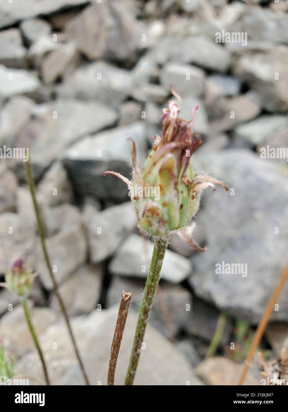orange agoseris (Agoseris aurantiaca Stock Photo - Alamy