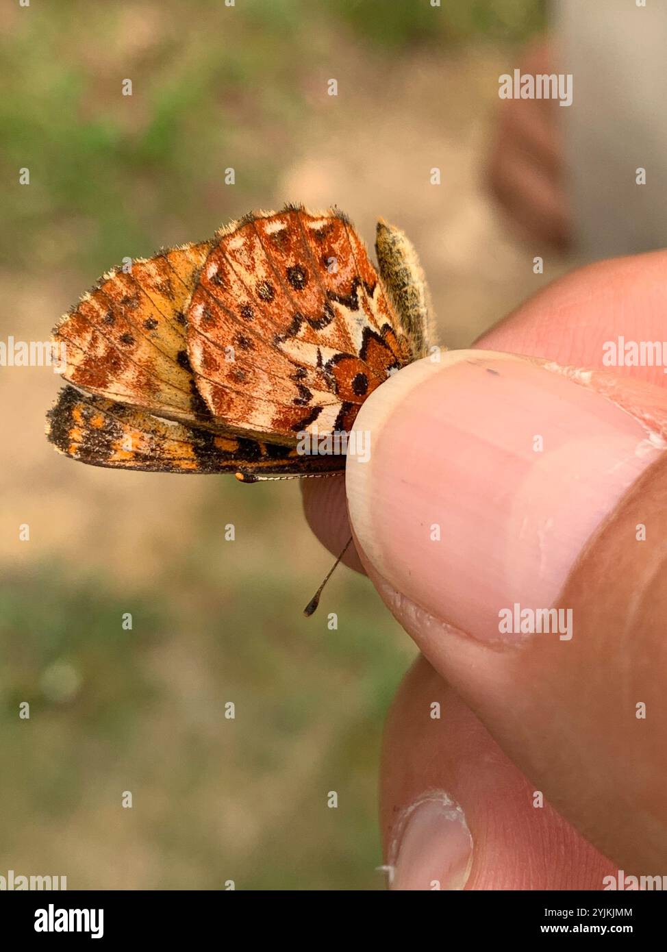 Arctic Fritillary (Boloria chariclea Stock Photo - Alamy