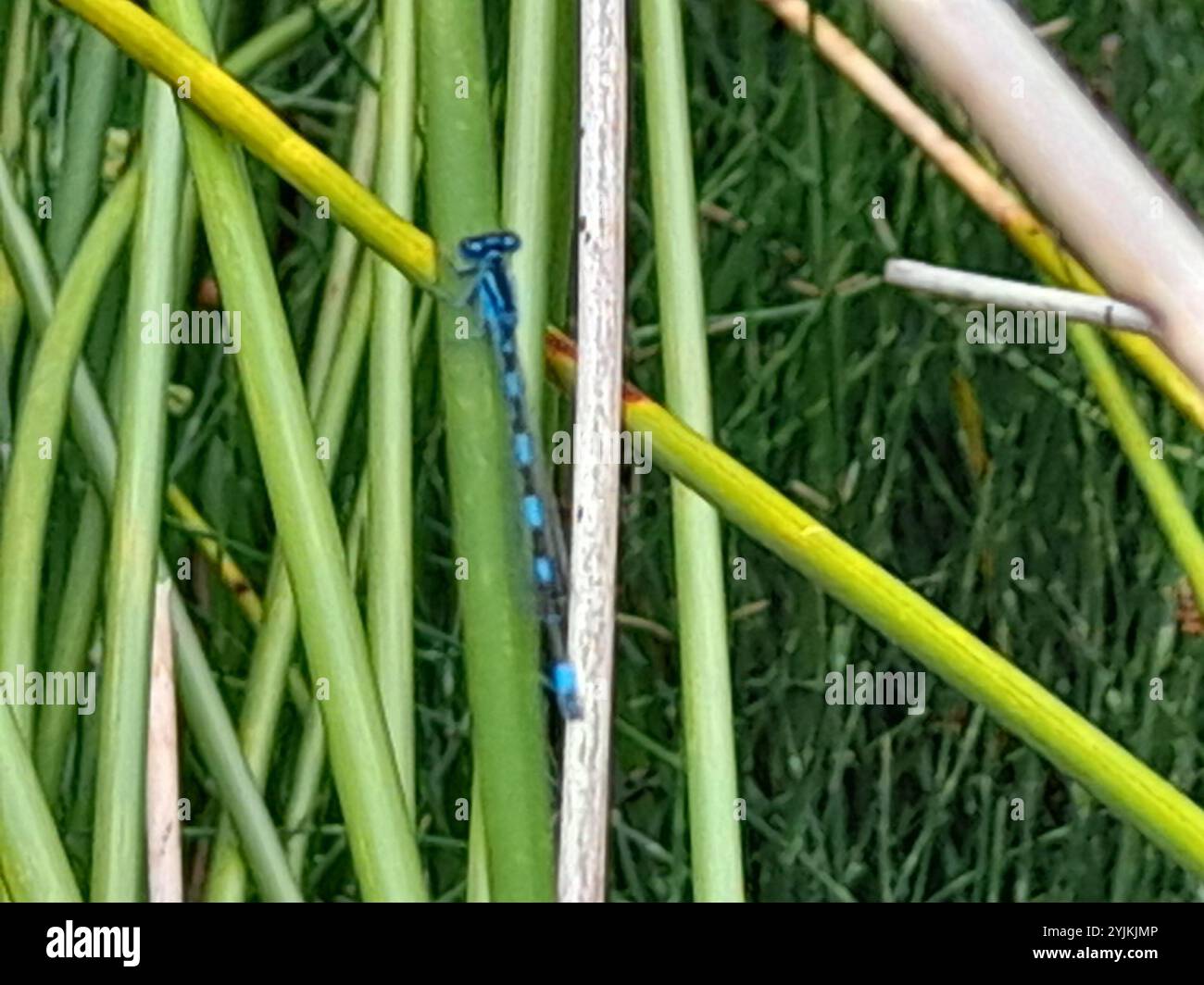 Northern Bluets (Coenagrion Stock Photo - Alamy