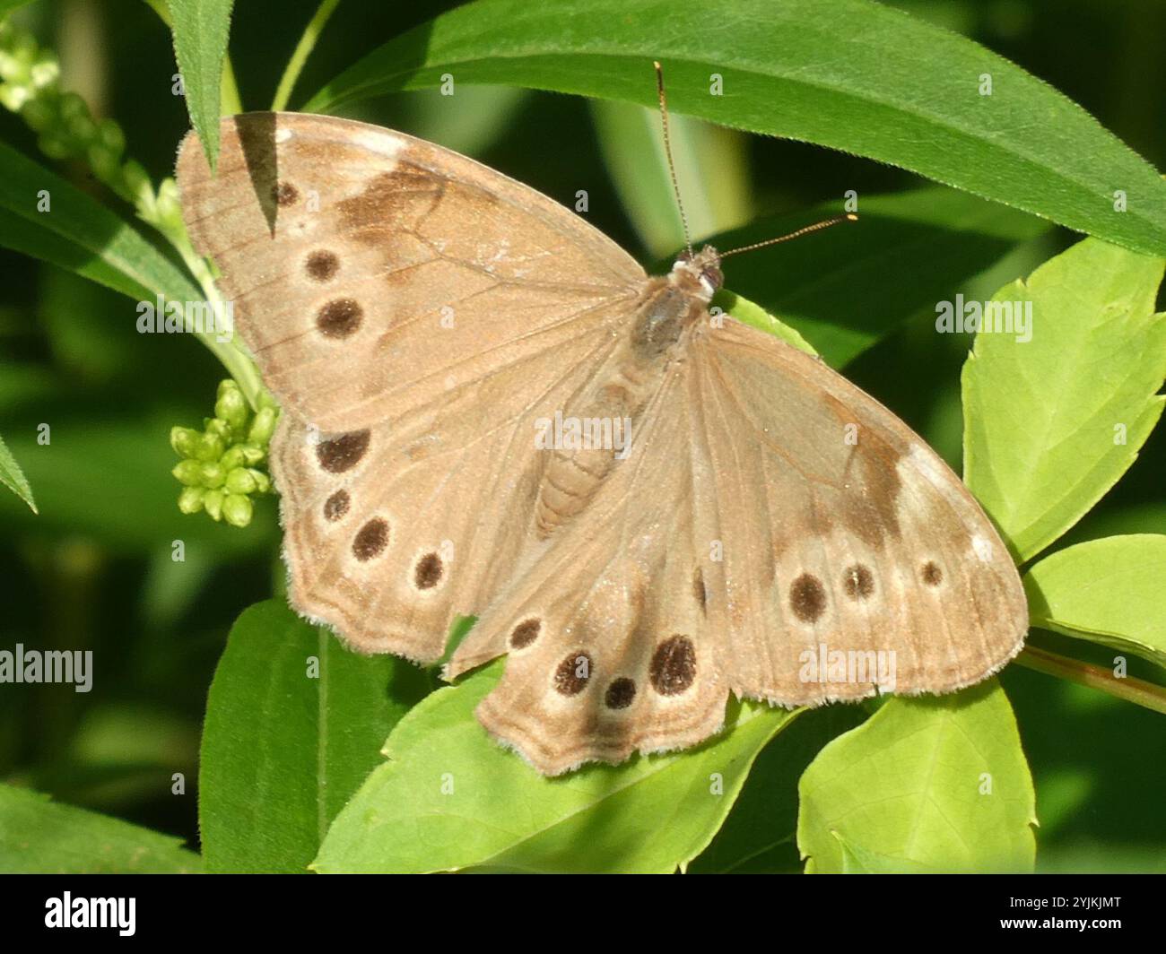 Northern Pearly-eye (Lethe anthedon Stock Photo - Alamy
