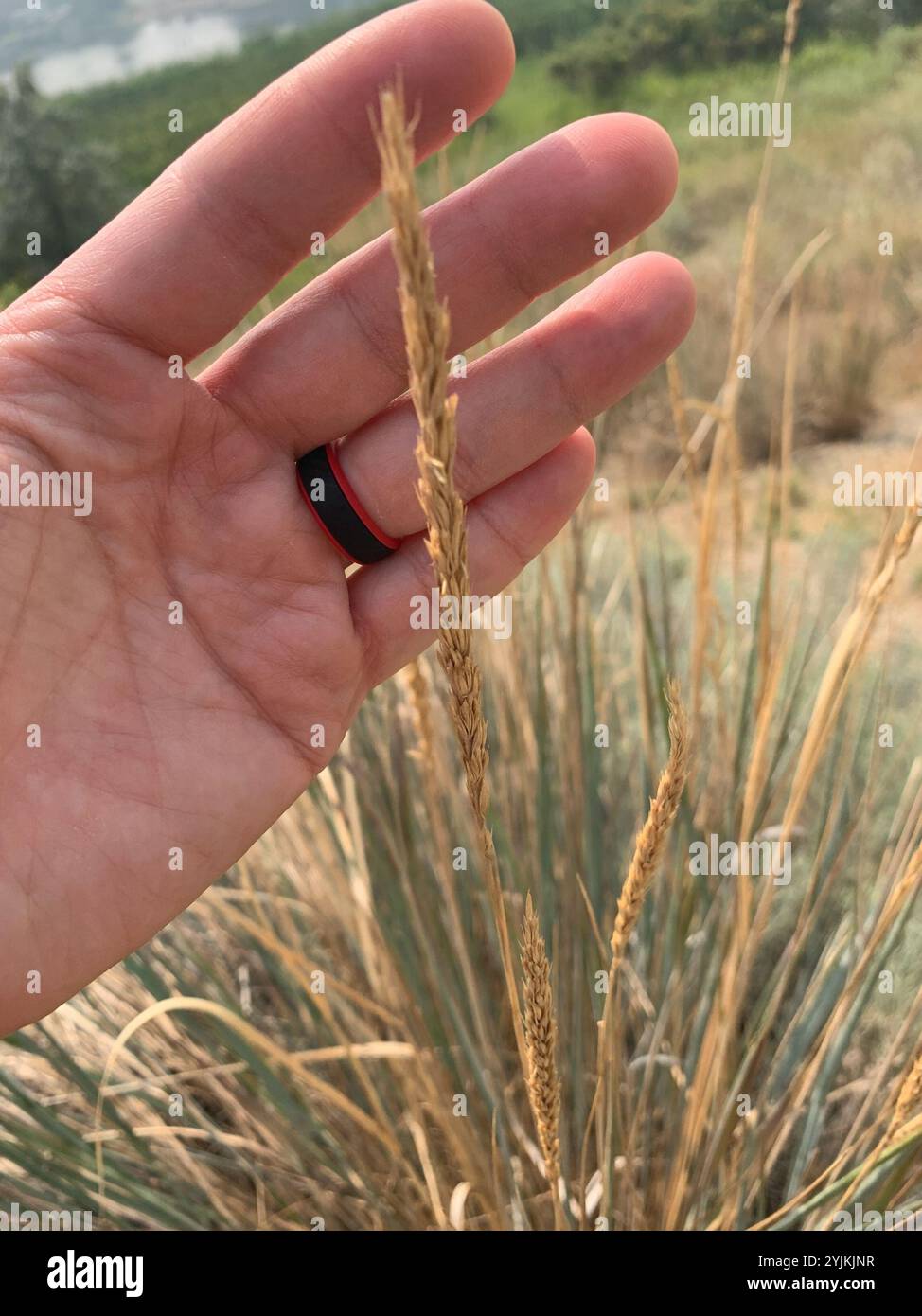 Great Basin Wildrye (Leymus cinereus Stock Photo - Alamy
