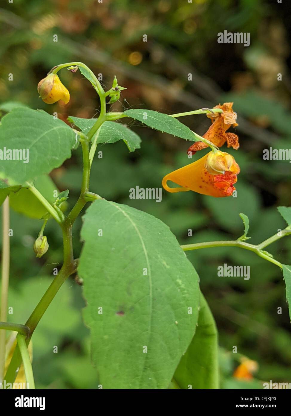common jewelweed (Impatiens capensis Stock Photo - Alamy