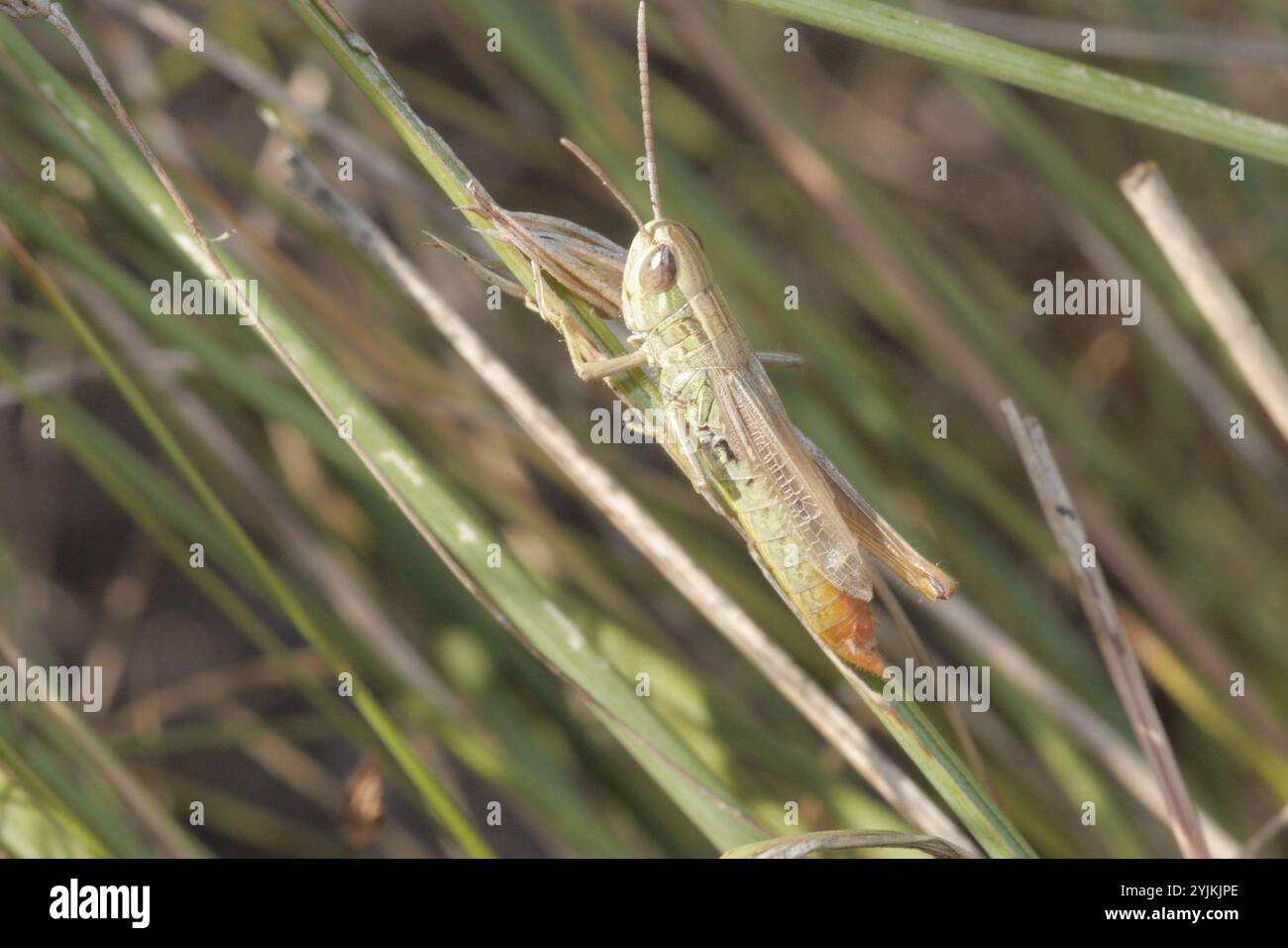 Common Straw Grasshopper (Euchorthippus declivus Stock Photo - Alamy
