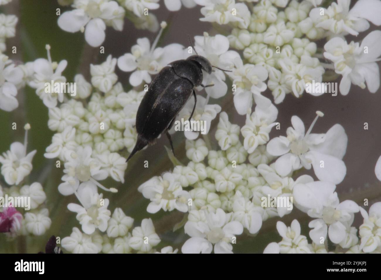 Mordella hi-res stock photography and images - Alamy