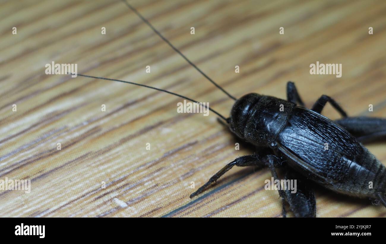 Fall Field Cricket (Gryllus pennsylvanicus Stock Photo - Alamy