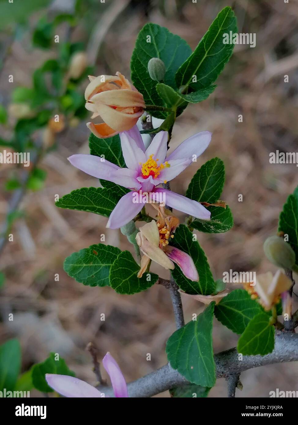 Crossberry (Grewia occidentalis Stock Photo - Alamy
