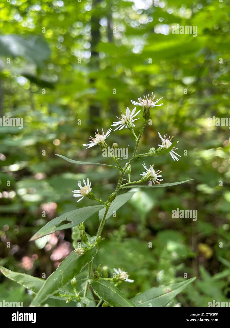 calico aster (Symphyotrichum lateriflorum Stock Photo - Alamy
