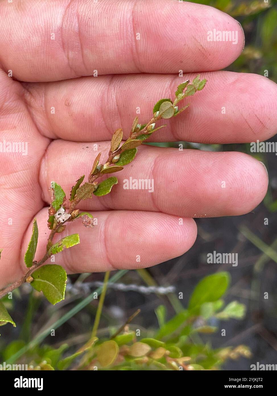 leatherleaf (Chamaedaphne calyculata Stock Photo - Alamy