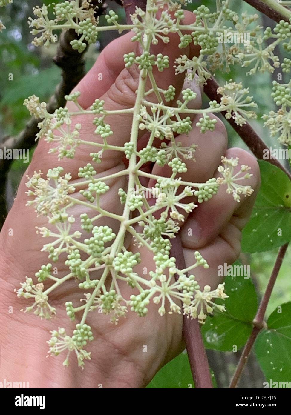Japanese angelica tree (Aralia elata Stock Photo - Alamy