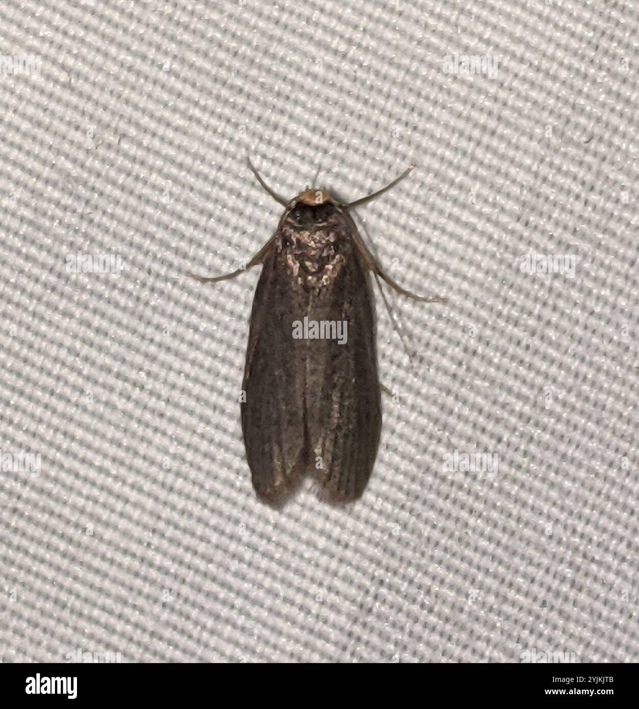 Lesser Wax Moth (Achroia grisella Stock Photo - Alamy