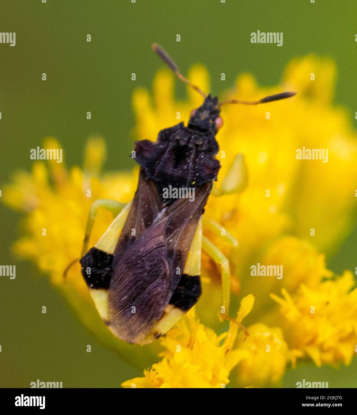 Phymata pennsylvanica hi-res stock photography and images - Alamy