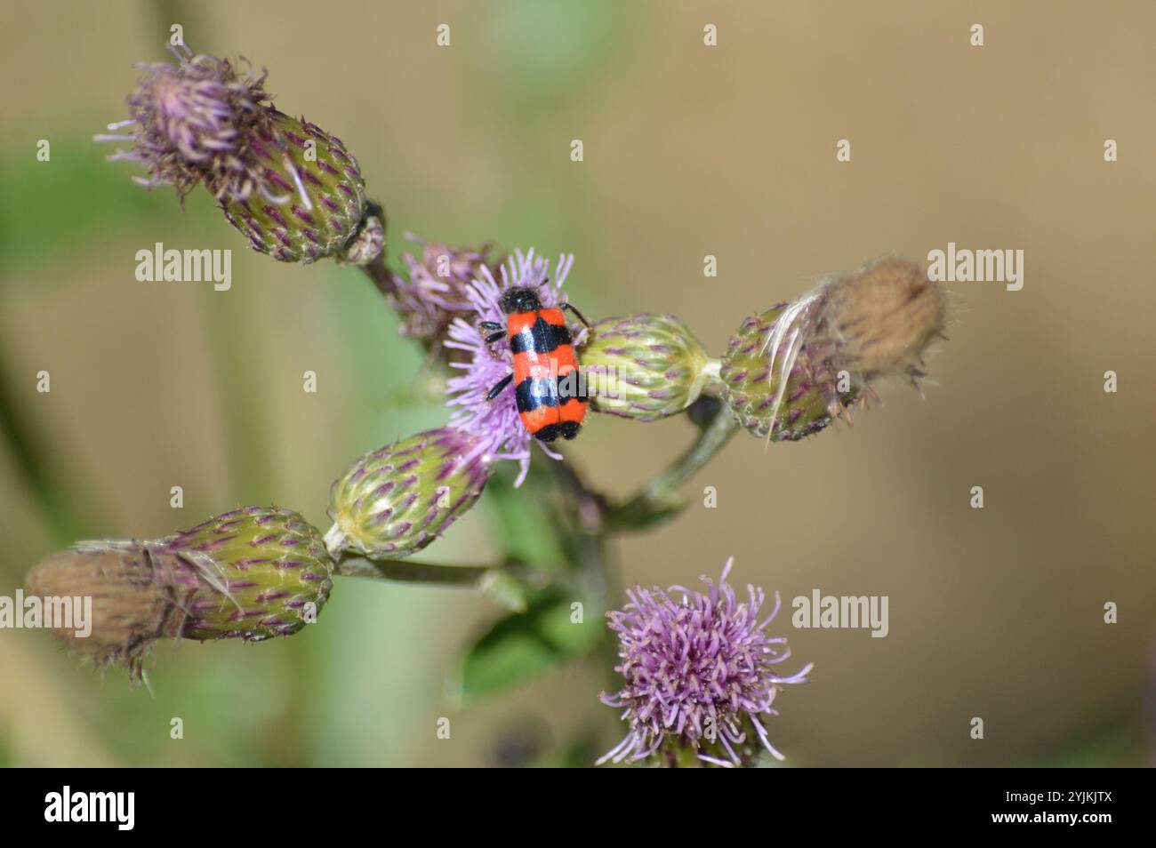 Bee-eating Beetle (Trichodes apiarius Stock Photo - Alamy