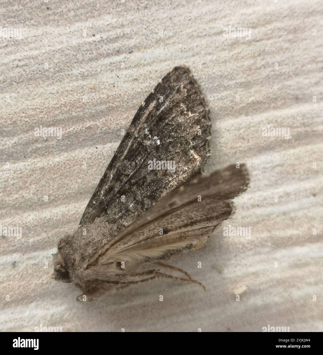 Cabbage Moth (Mamestra brassicae Stock Photo - Alamy