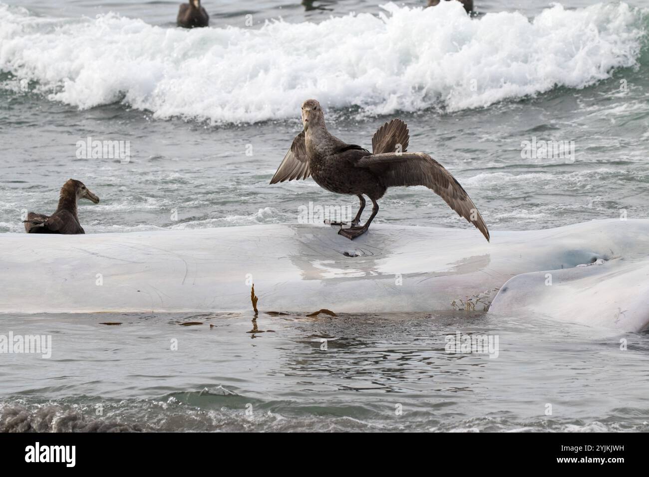 Southern giant petrel Macronectes giganteus protecting food source of ...