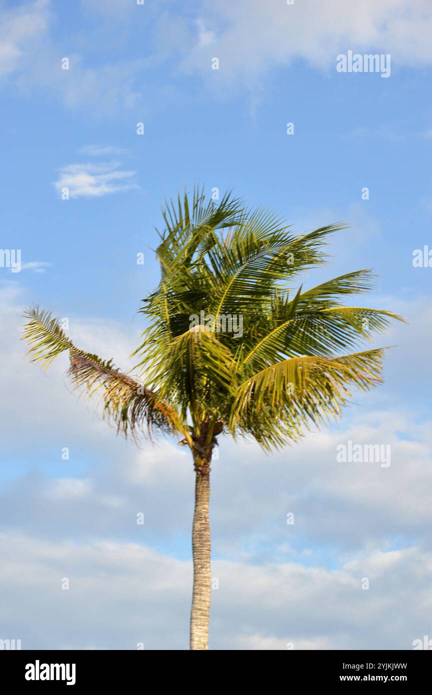 coconut tree agaist blue sky Stock Photo - Alamy