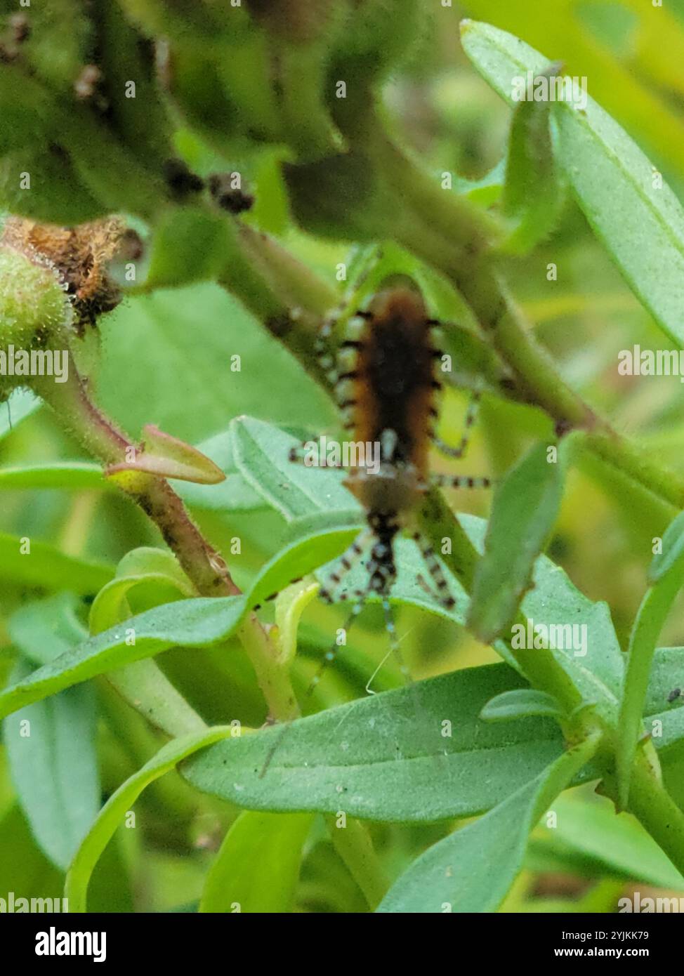 Pselliopus cinctus hi-res stock photography and images - Alamy