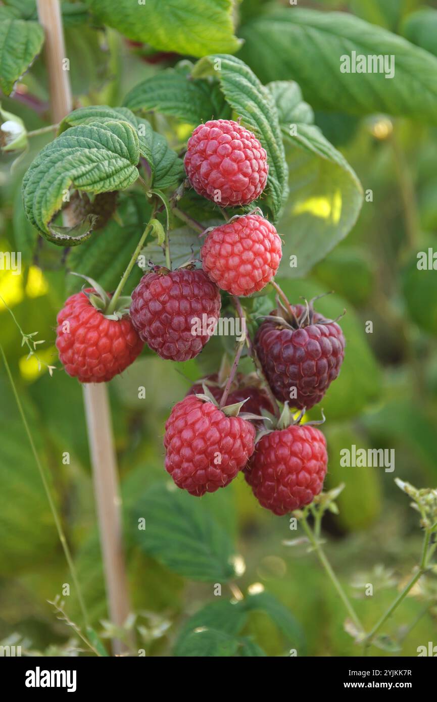 Rubus pokusa hi-res stock photography and images - Alamy