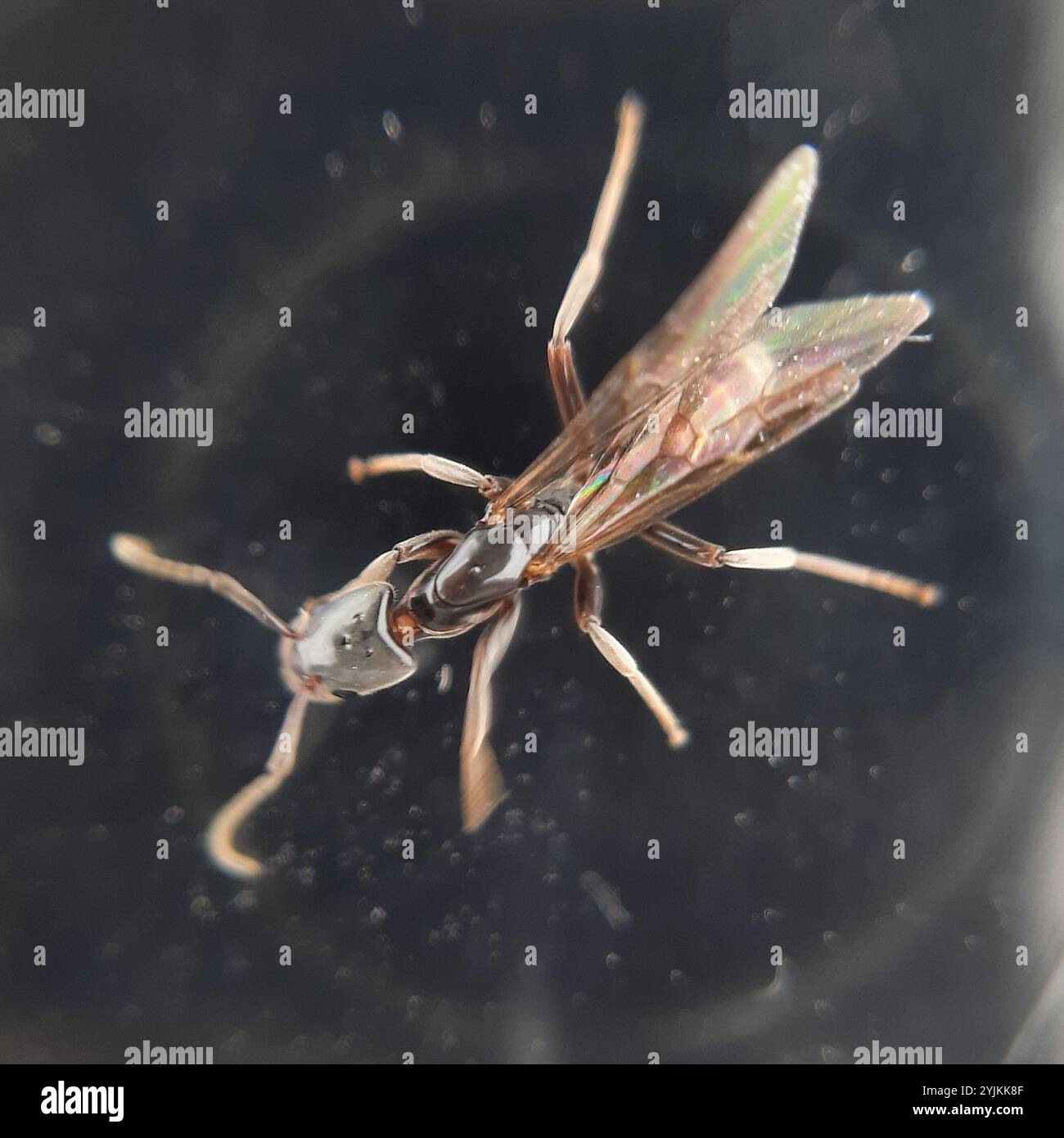 Azteca ants hi-res stock photography and images - Alamy