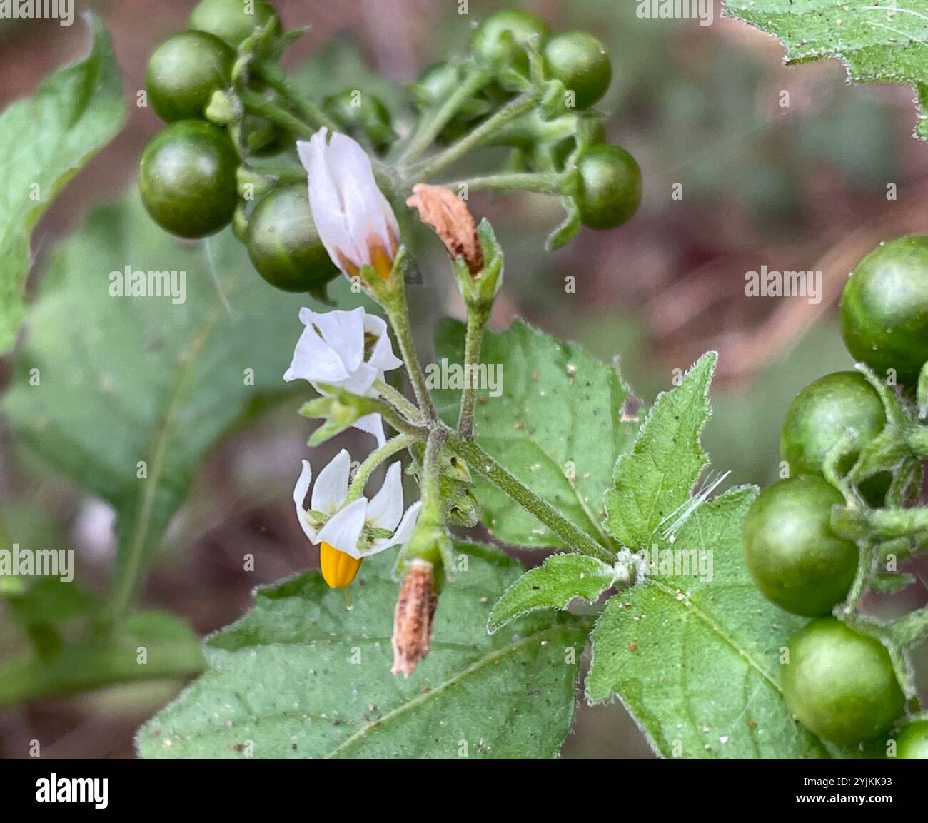 Solanum douglasii hi-res stock photography and images - Alamy