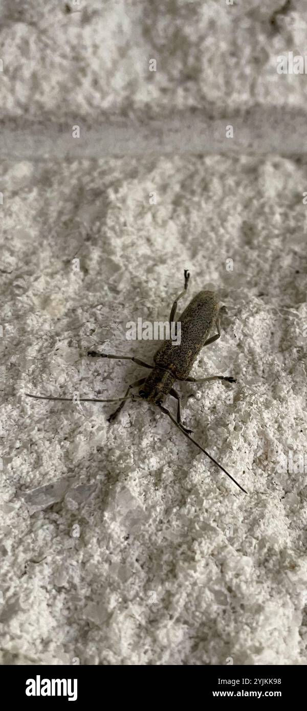 Poplar Borer (Saperda calcarata Stock Photo - Alamy