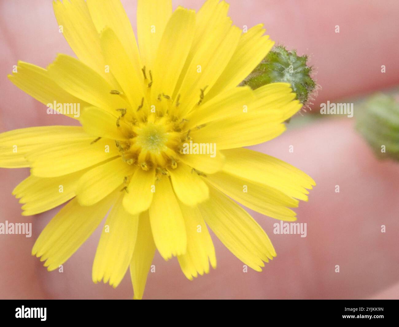 Lettuce, Chicory, Dandelion and Salsify Tribe (Cichorieae Stock Photo ...