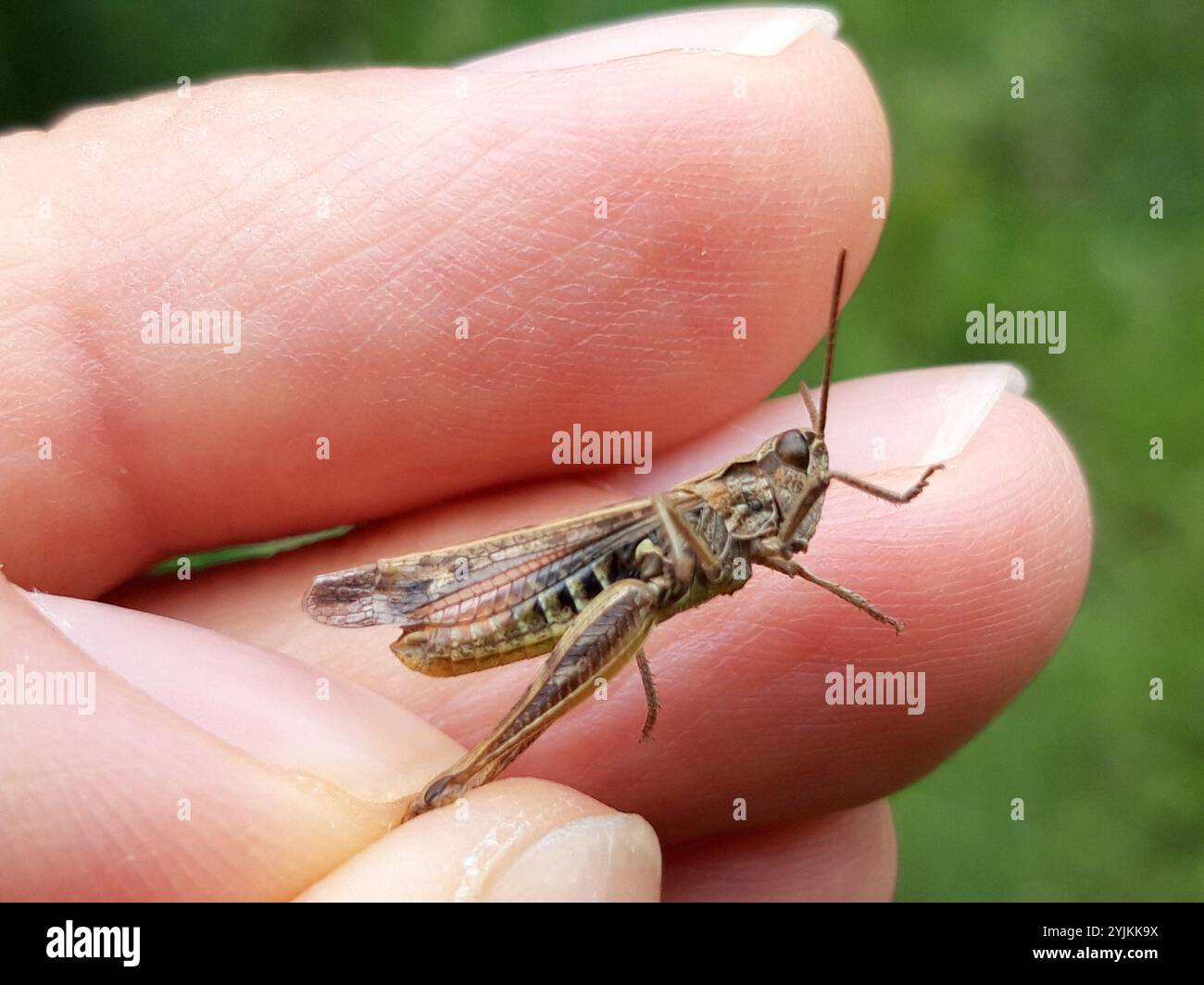 Bow-winged Grasshopper (Chorthippus biguttulus Stock Photo - Alamy