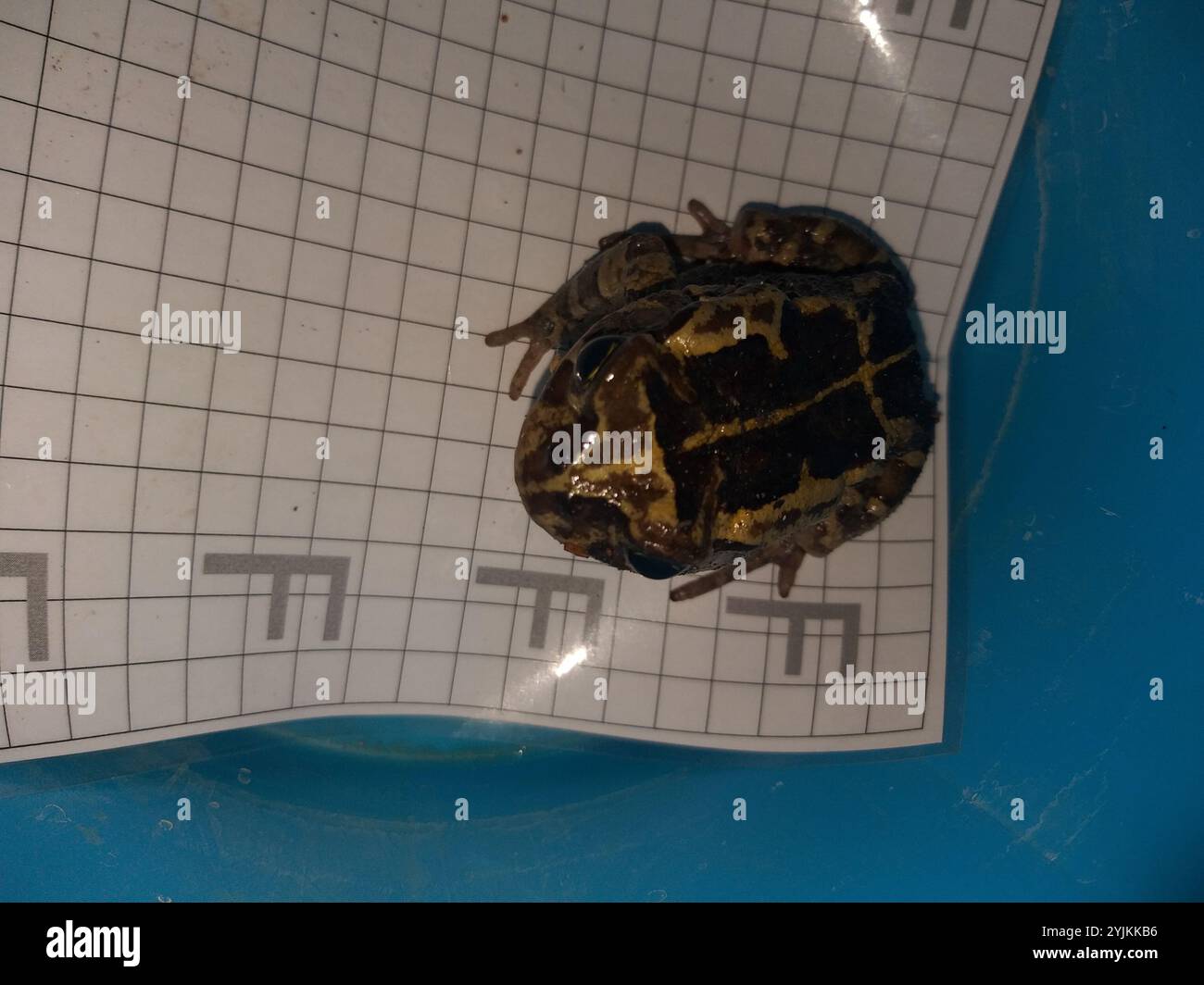 Western Leopard Toad (Sclerophrys pantherina Stock Photo - Alamy