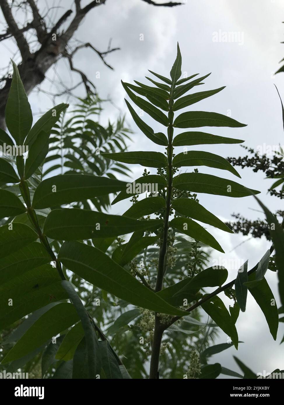 Prairie flameleaf sumac (Rhus lanceolata Stock Photo - Alamy