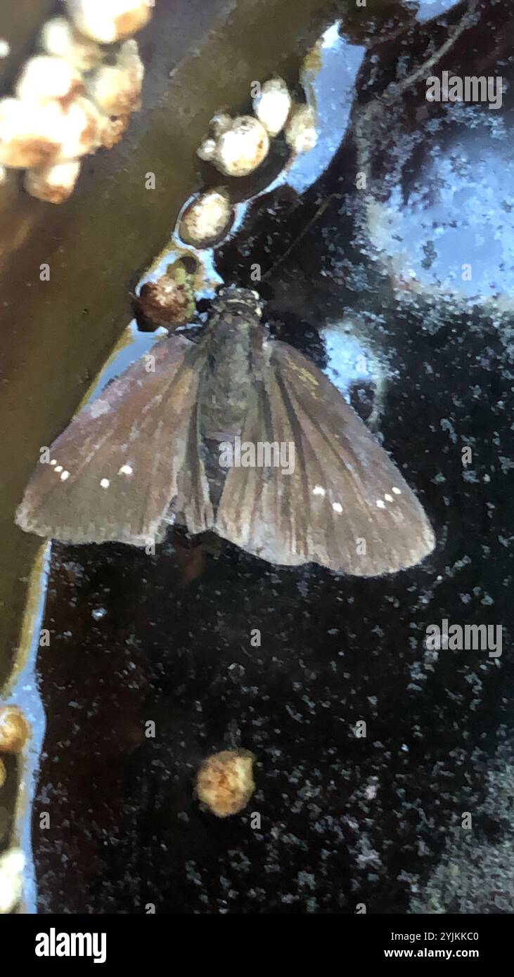 Common Sootywing (Pholisora catullus Stock Photo - Alamy