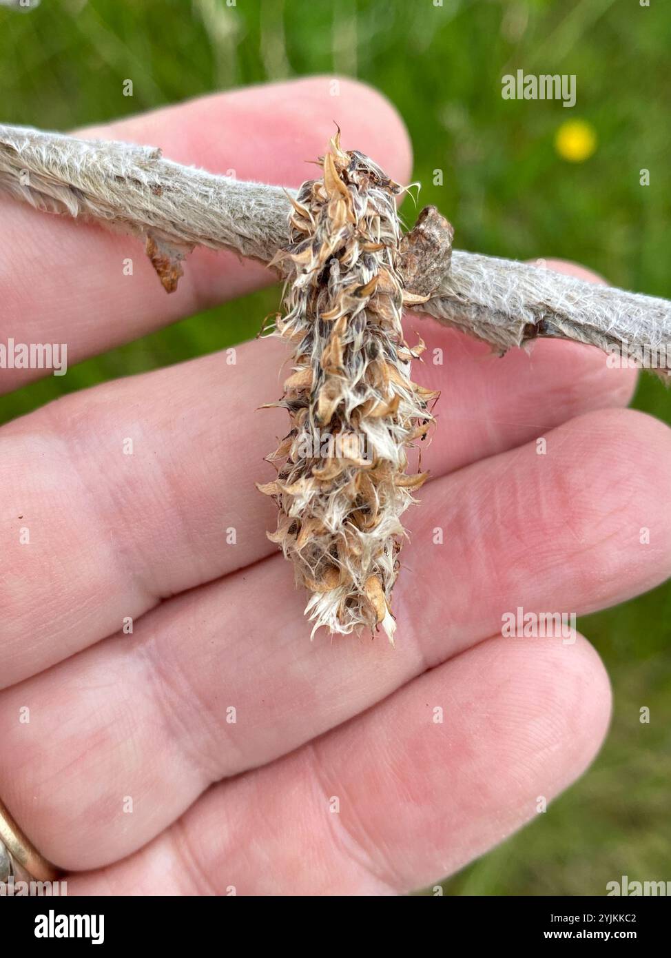 Alaska willow (Salix alaxensis Stock Photo - Alamy