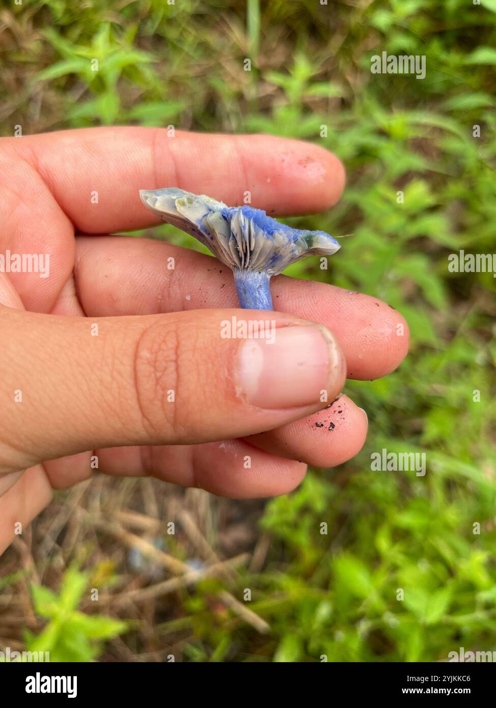 indigo milk cap (Lactarius indigo Stock Photo - Alamy