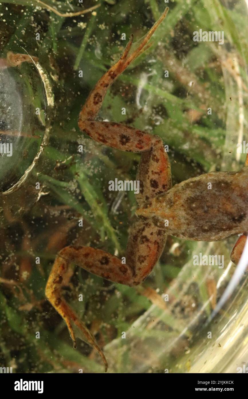 Micro Frog (Microbatrachella capensis Stock Photo - Alamy