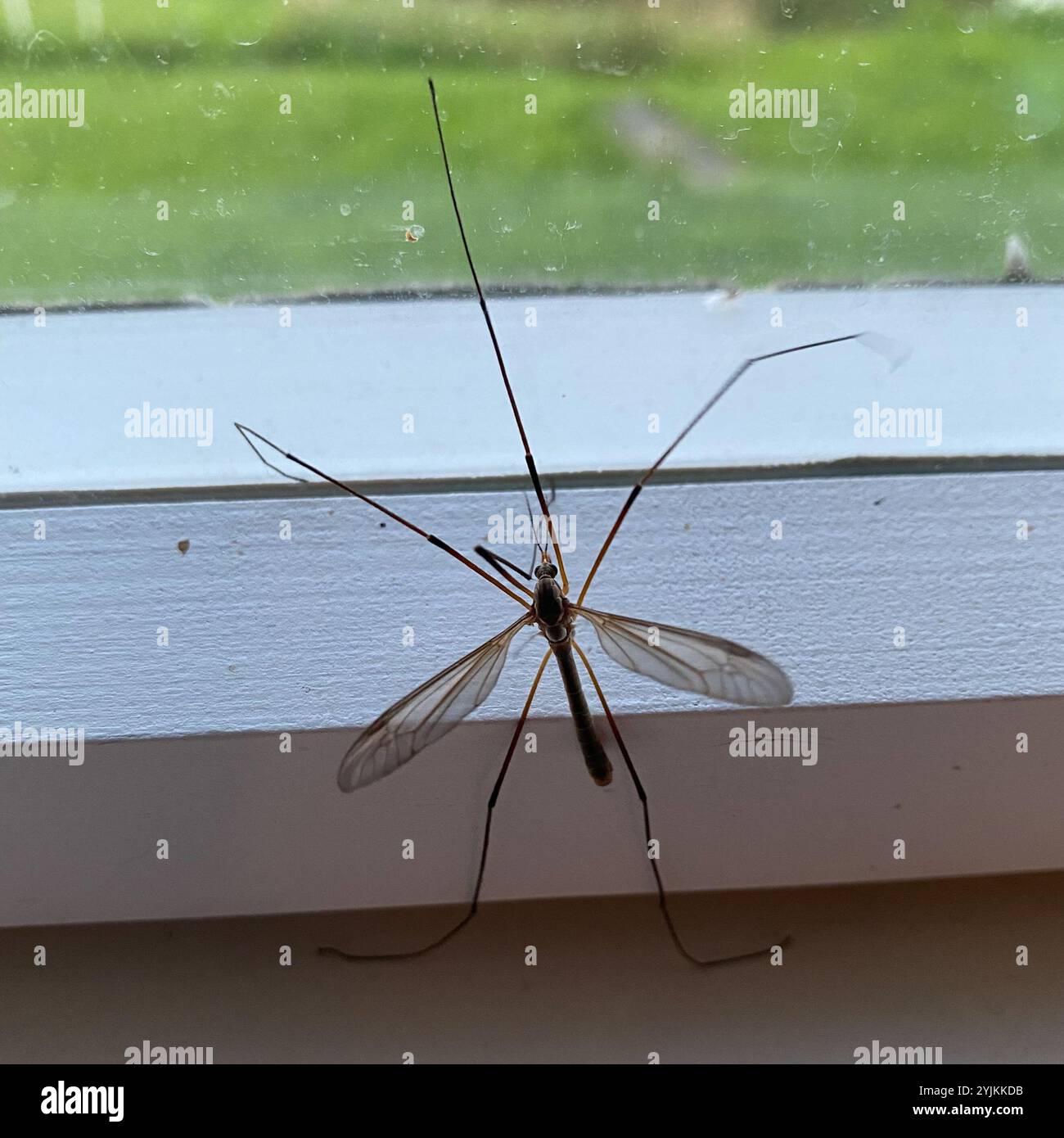European Crane Fly (Tipula paludosa Stock Photo - Alamy