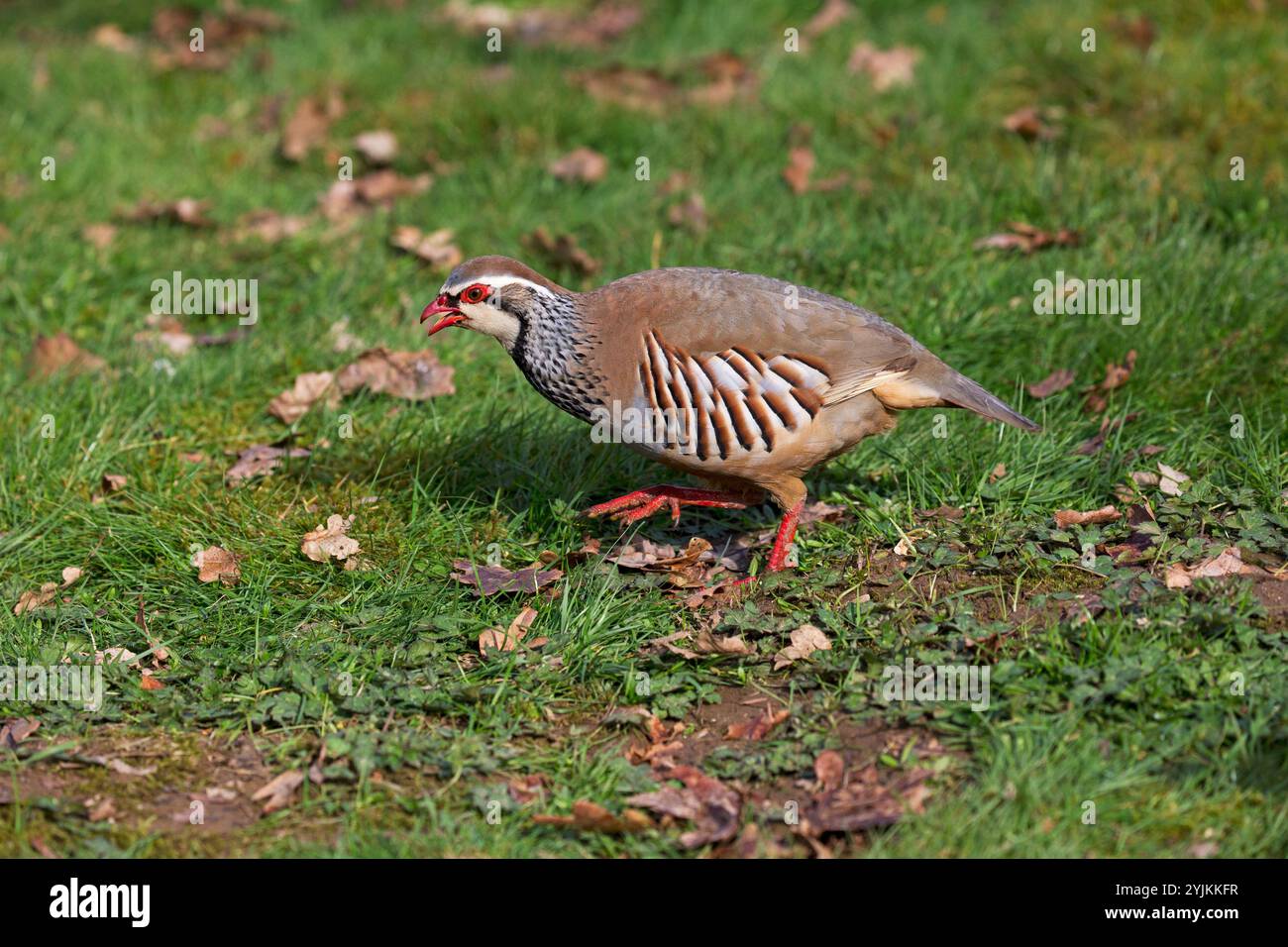 Red-legged partridge Alectoris rufa on a garden lawn, Crow, Ringwood ...
