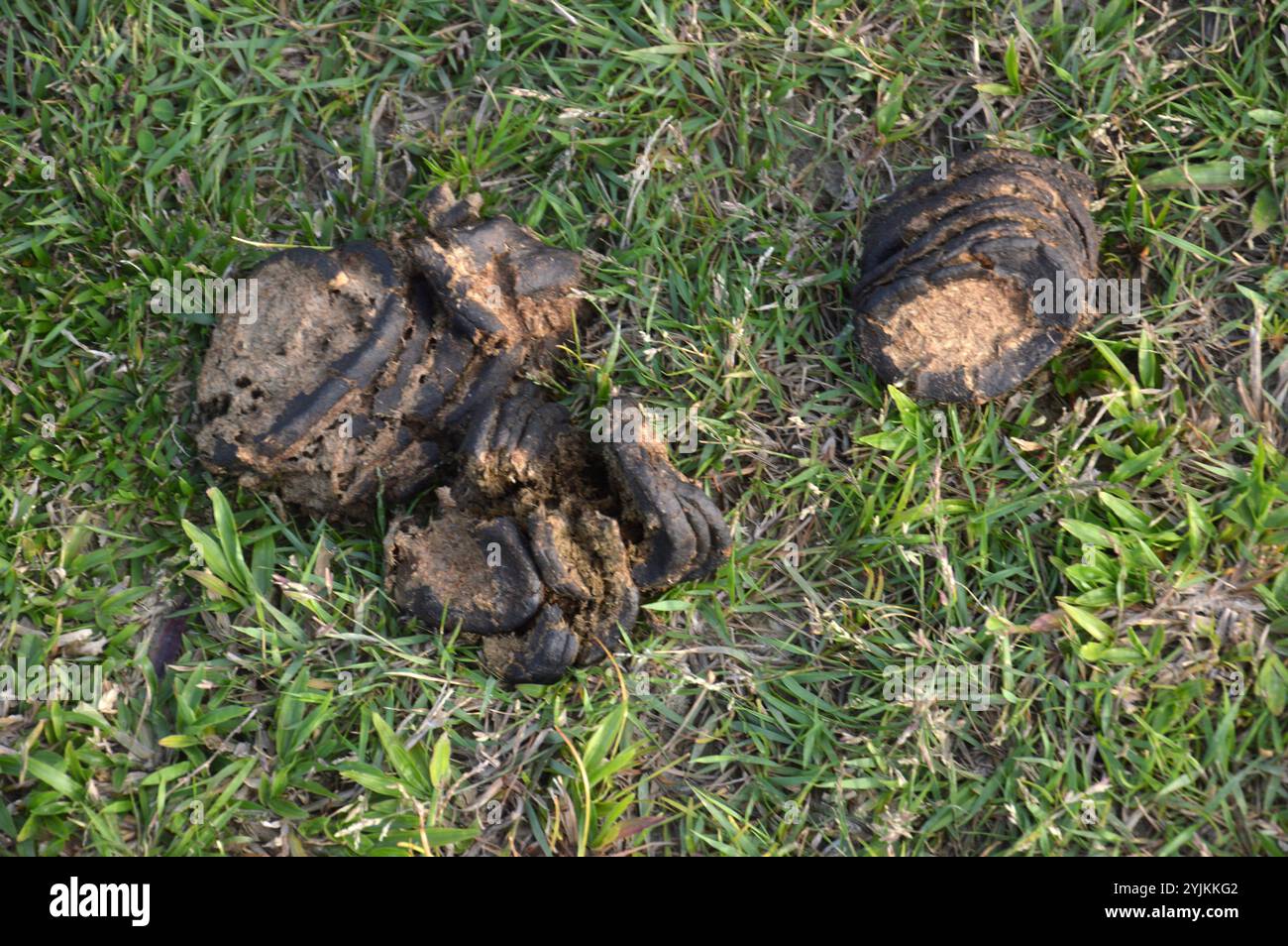 dry cow manure on the grass Stock Photo - Alamy