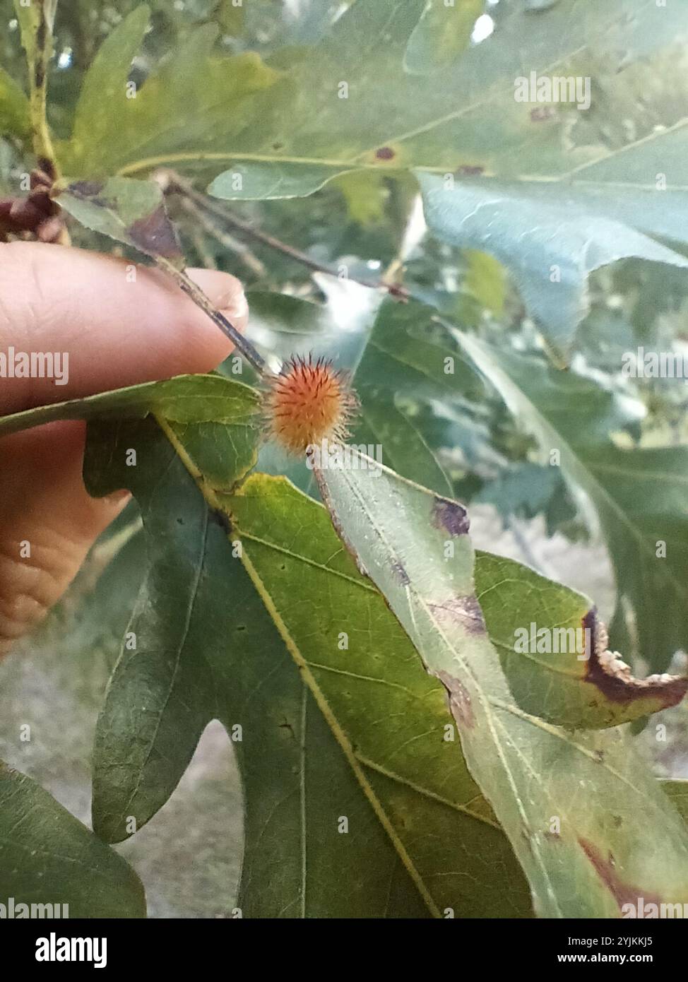 Hedgehog Gall Wasp (Acraspis erinacei Stock Photo - Alamy