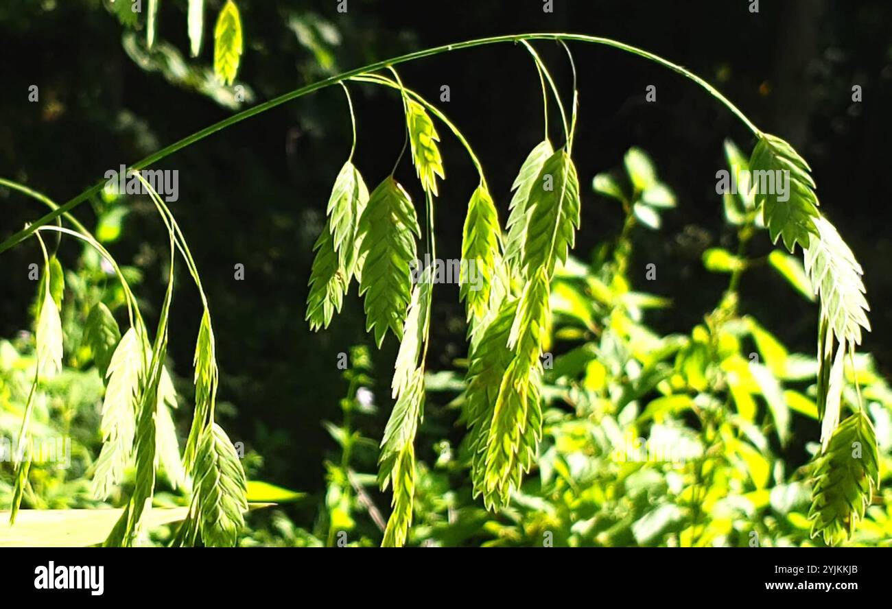 inland wood oats (Chasmanthium latifolium Stock Photo - Alamy
