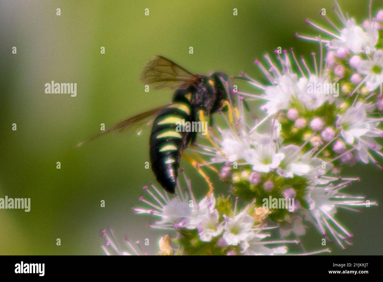 Four-banded Stink Bug Wasp (Bicyrtes quadrifasciatus Stock Photo - Alamy