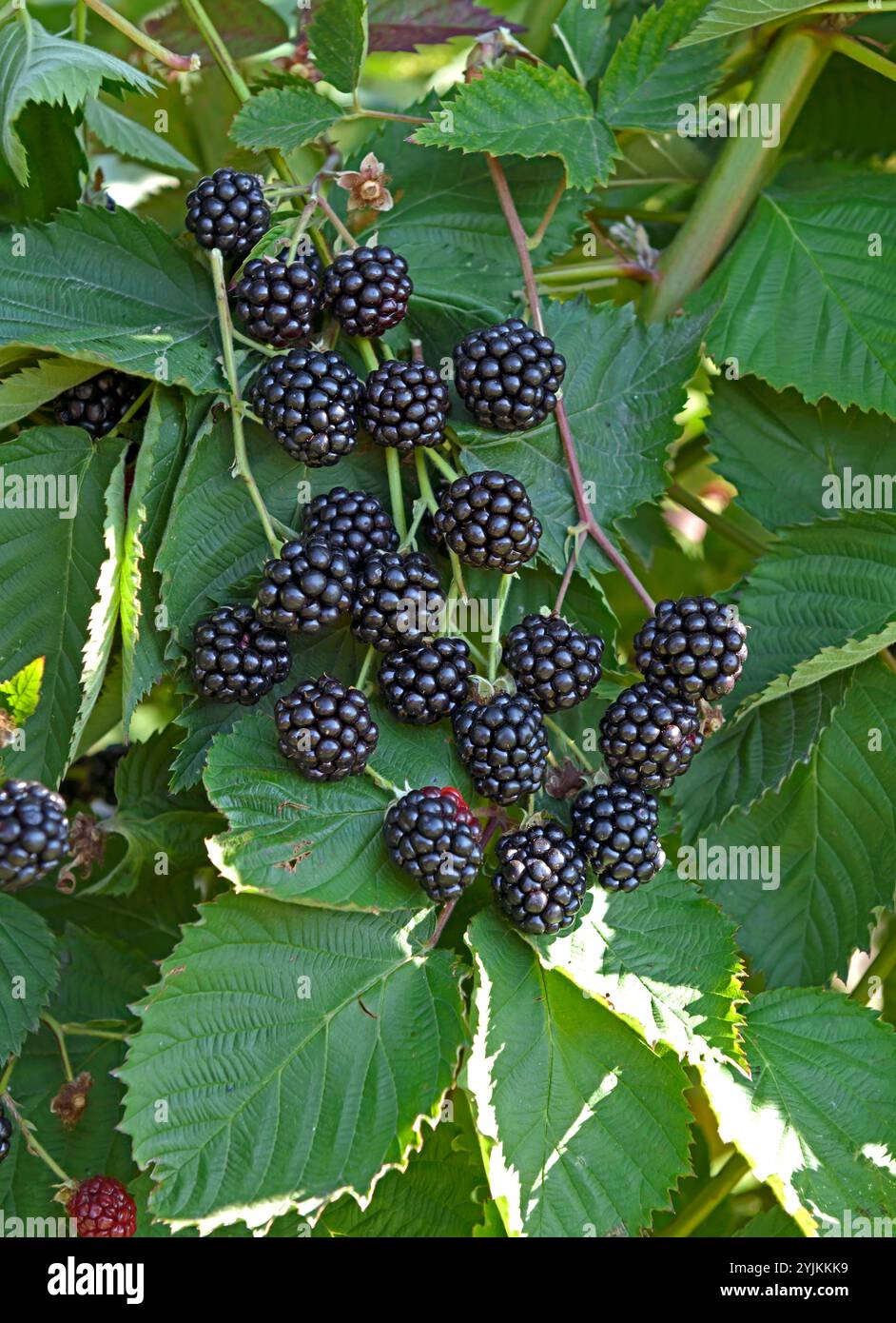 Blackberry rubus ‘loch ness’ hi-res stock photography and images - Alamy
