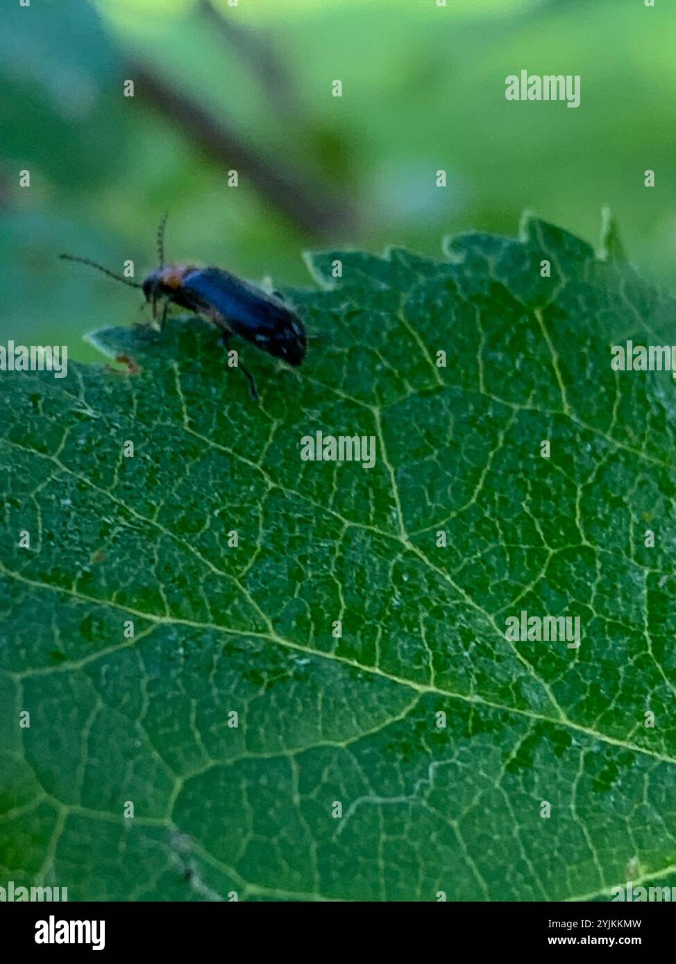 Tillus elongatus hi-res stock photography and images - Alamy