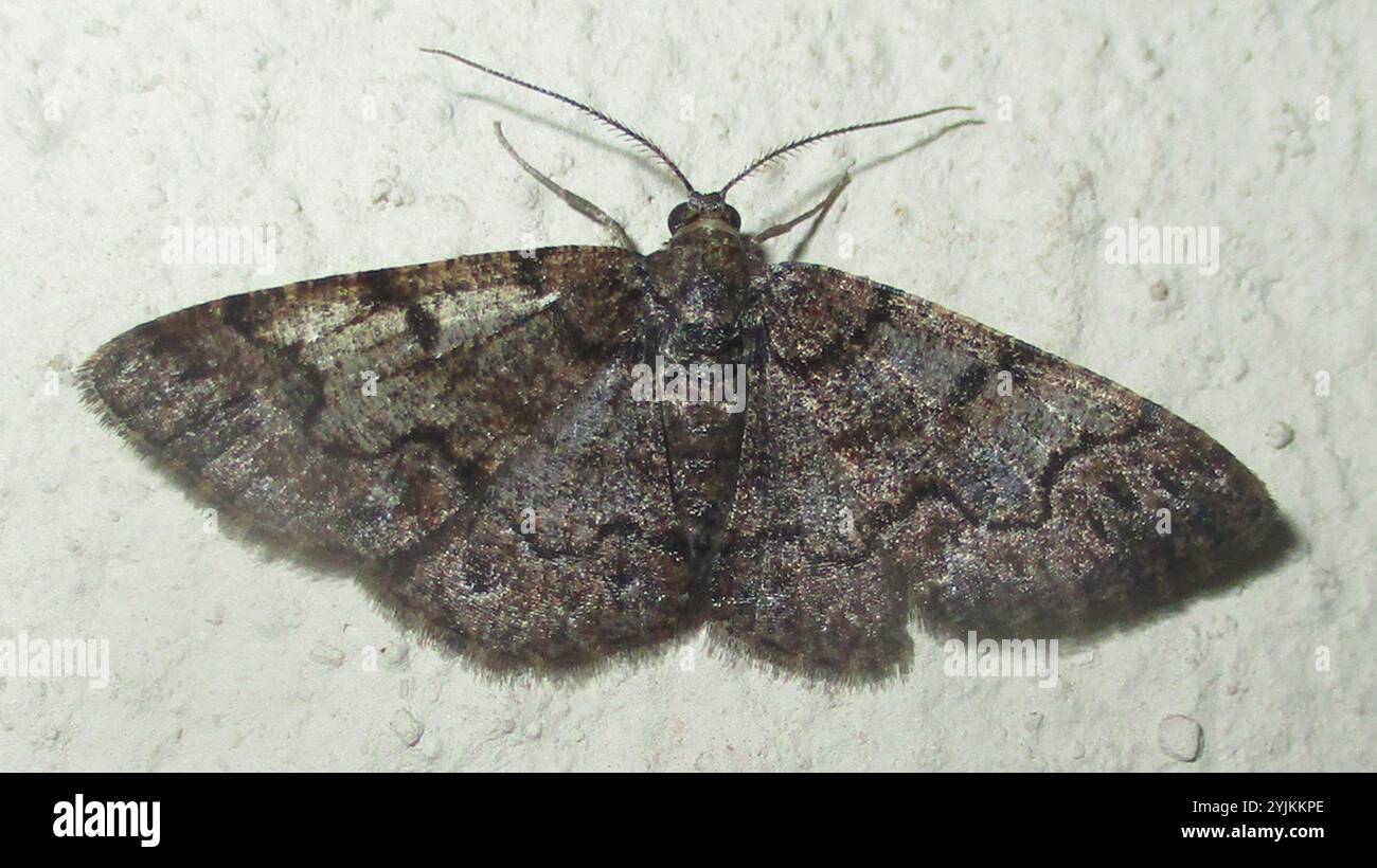 Geometer Moths (Geometridae Stock Photo - Alamy