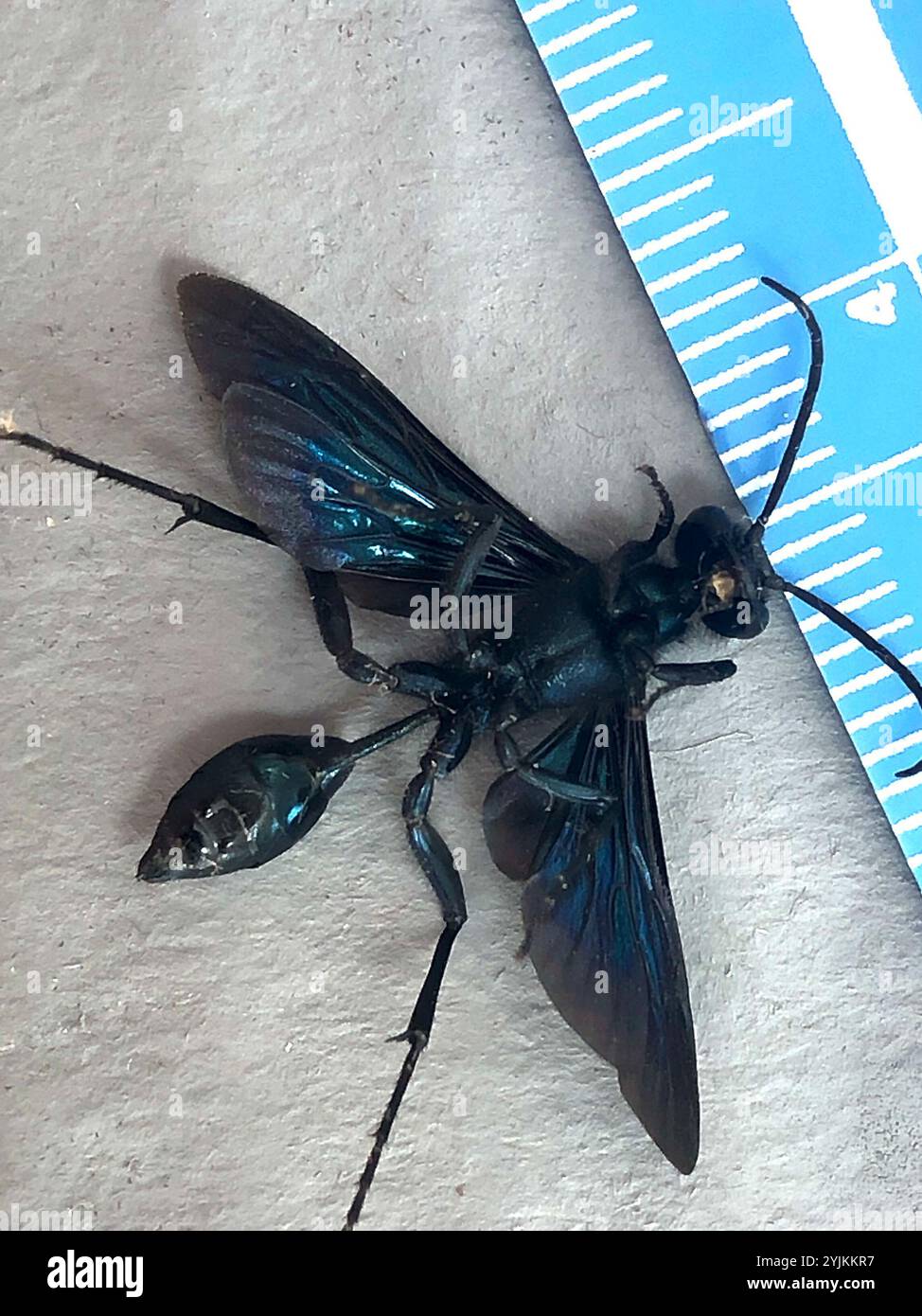 Nearctic blue mud dauber hi-res stock photography and images - Alamy