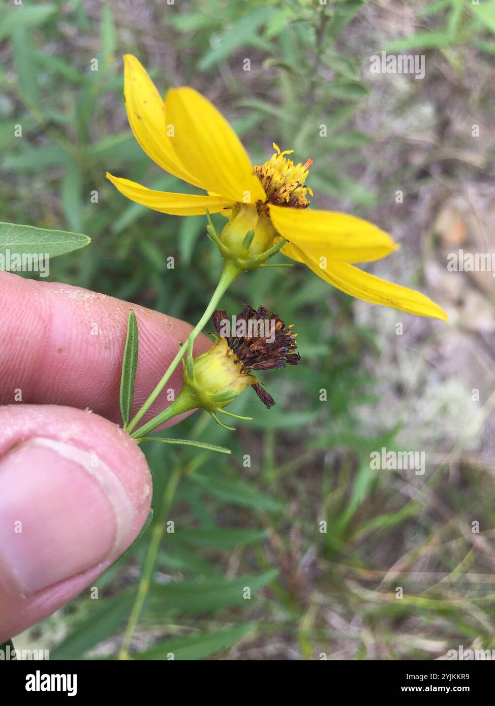Greater Tickseed (Coreopsis major Stock Photo - Alamy