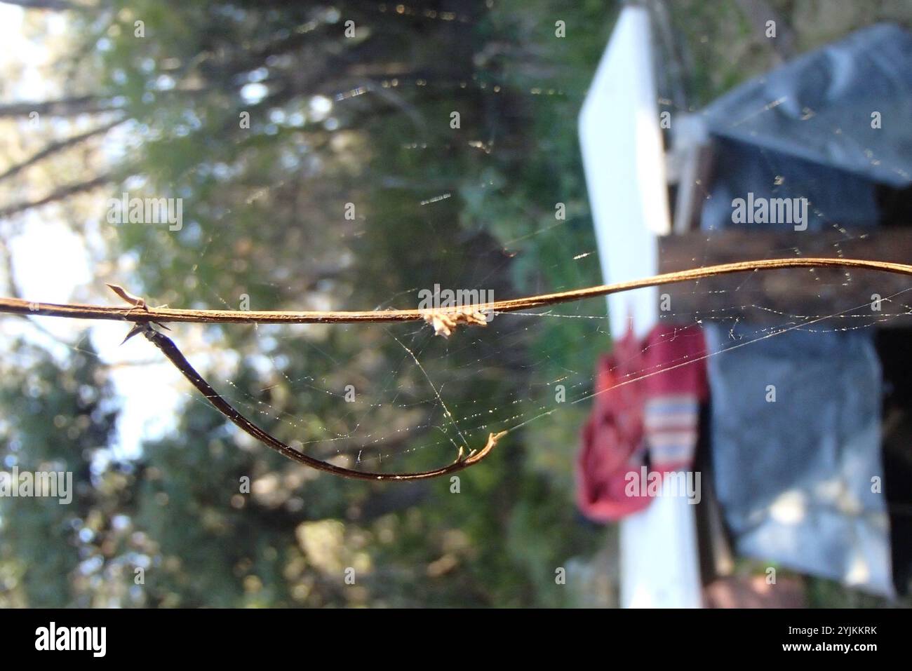 Hackled Orbweavers and Net-casting Spiders (Uloboroidea Stock Photo - Alamy