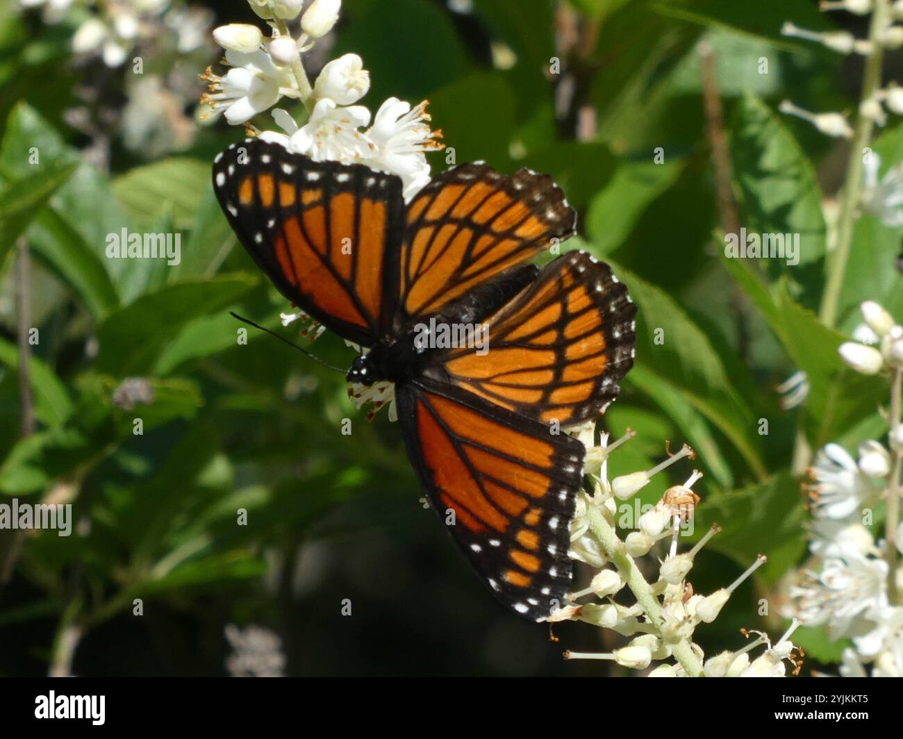 Viceroy (Limenitis archippus Stock Photo - Alamy
