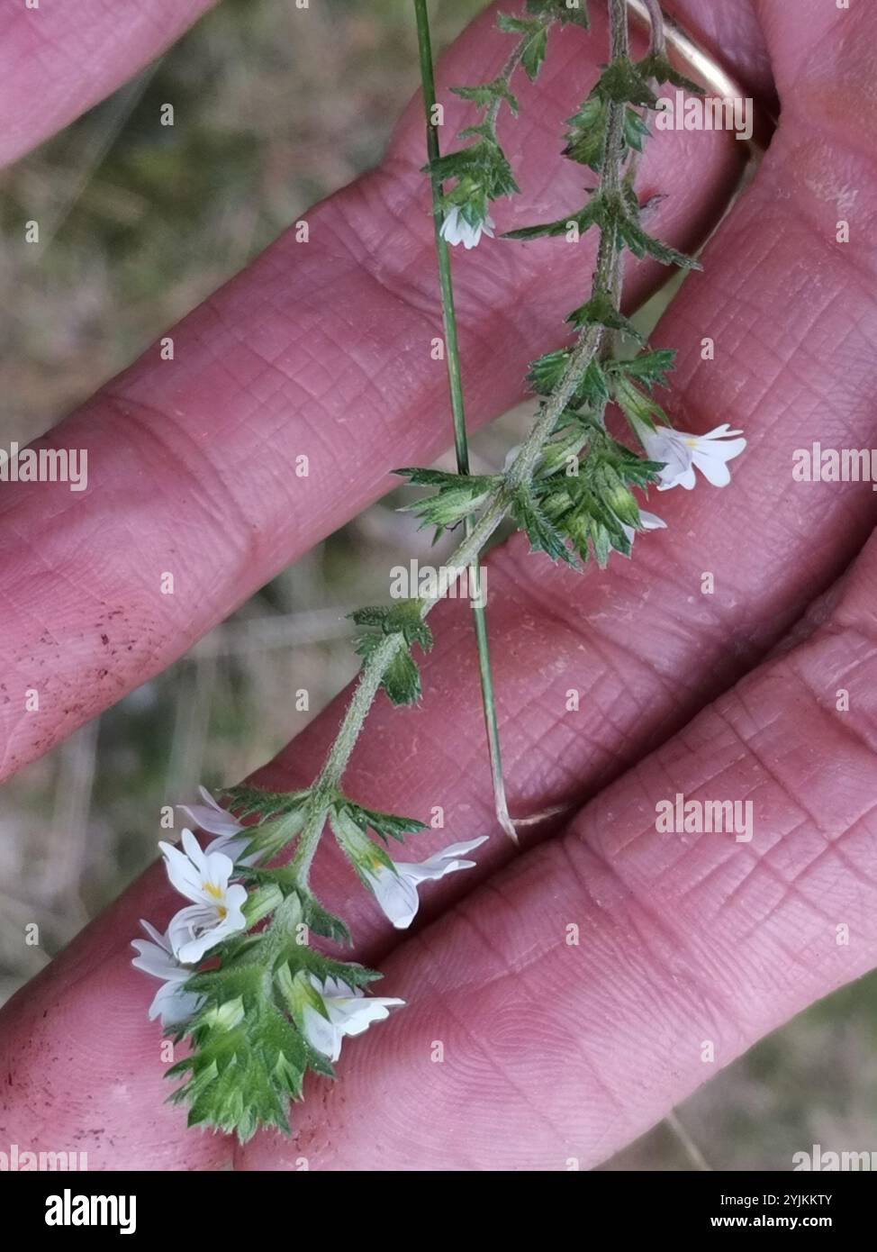 Common Eyebright (Euphrasia nemorosa Stock Photo - Alamy
