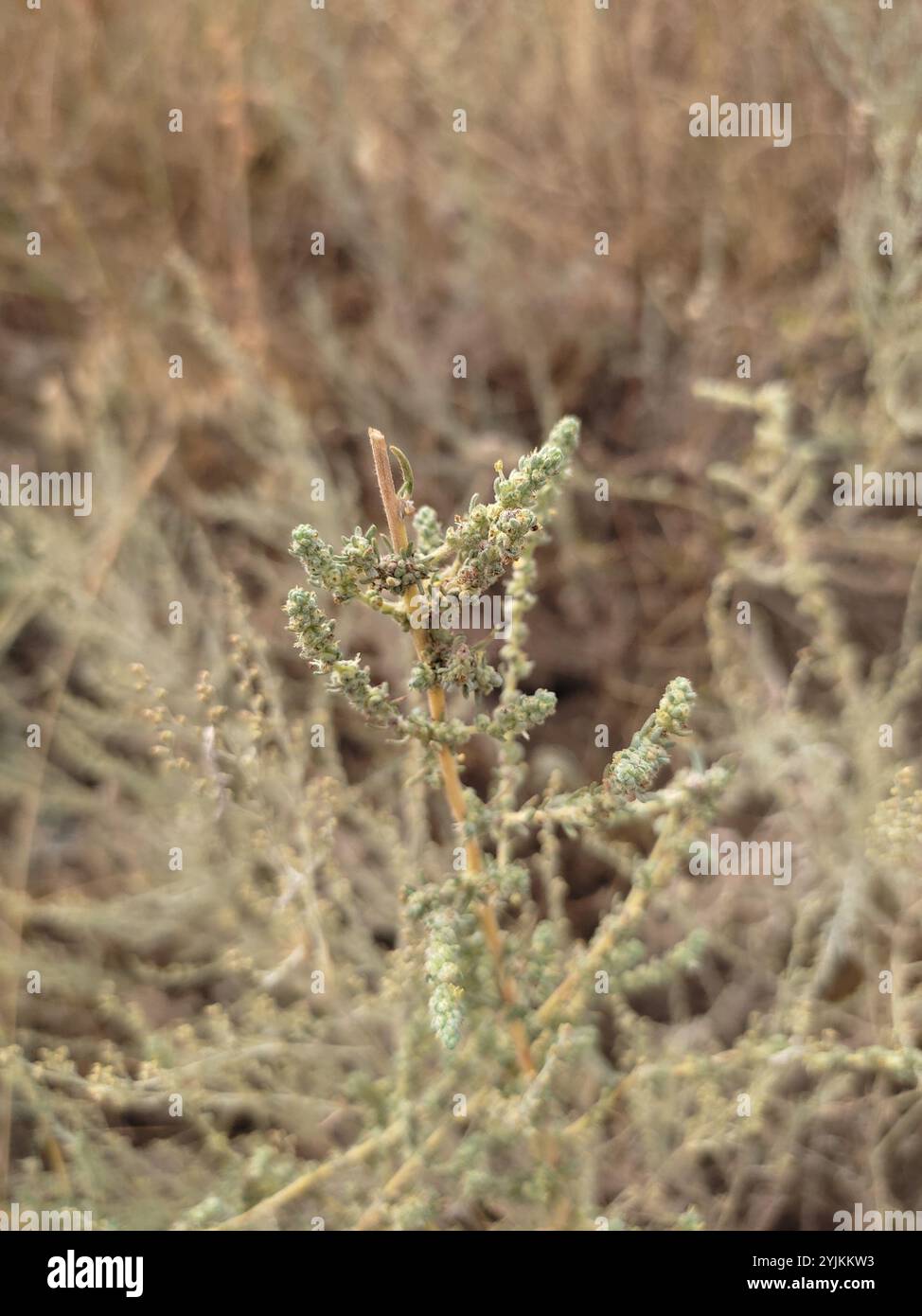 Kochia prostrata hi-res stock photography and images - Alamy