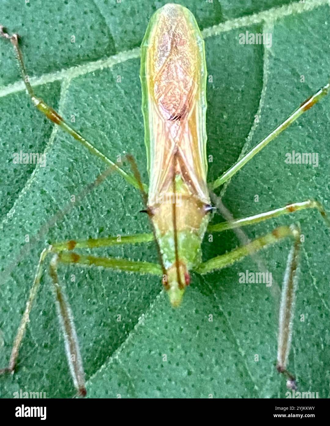 Pale Green Assassin Bug (Zelus luridus Stock Photo - Alamy