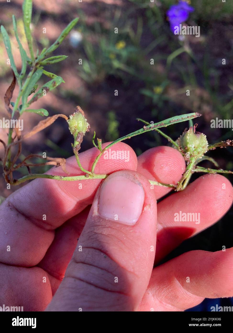 Huachuca Mountain morning glory (Ipomoea plummerae Stock Photo - Alamy